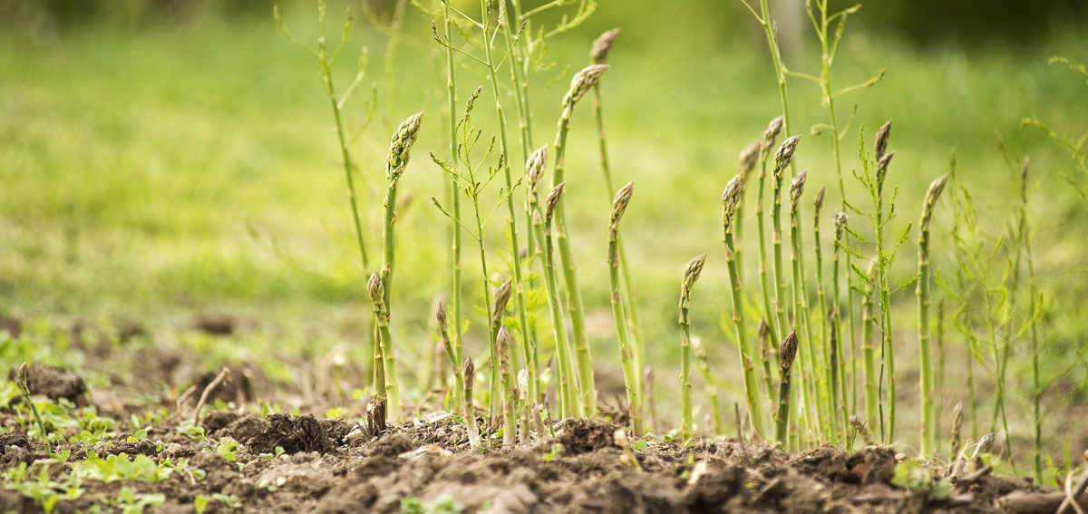 Asparagus – Farm School